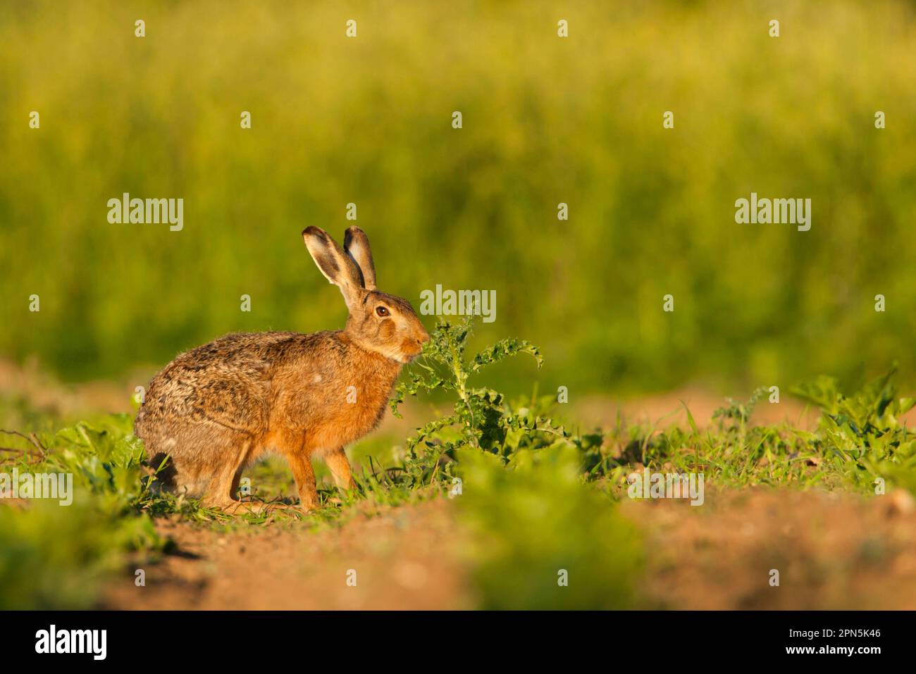 European hare (Lepus europaeus) adult, feeding on thistles in sugar ...