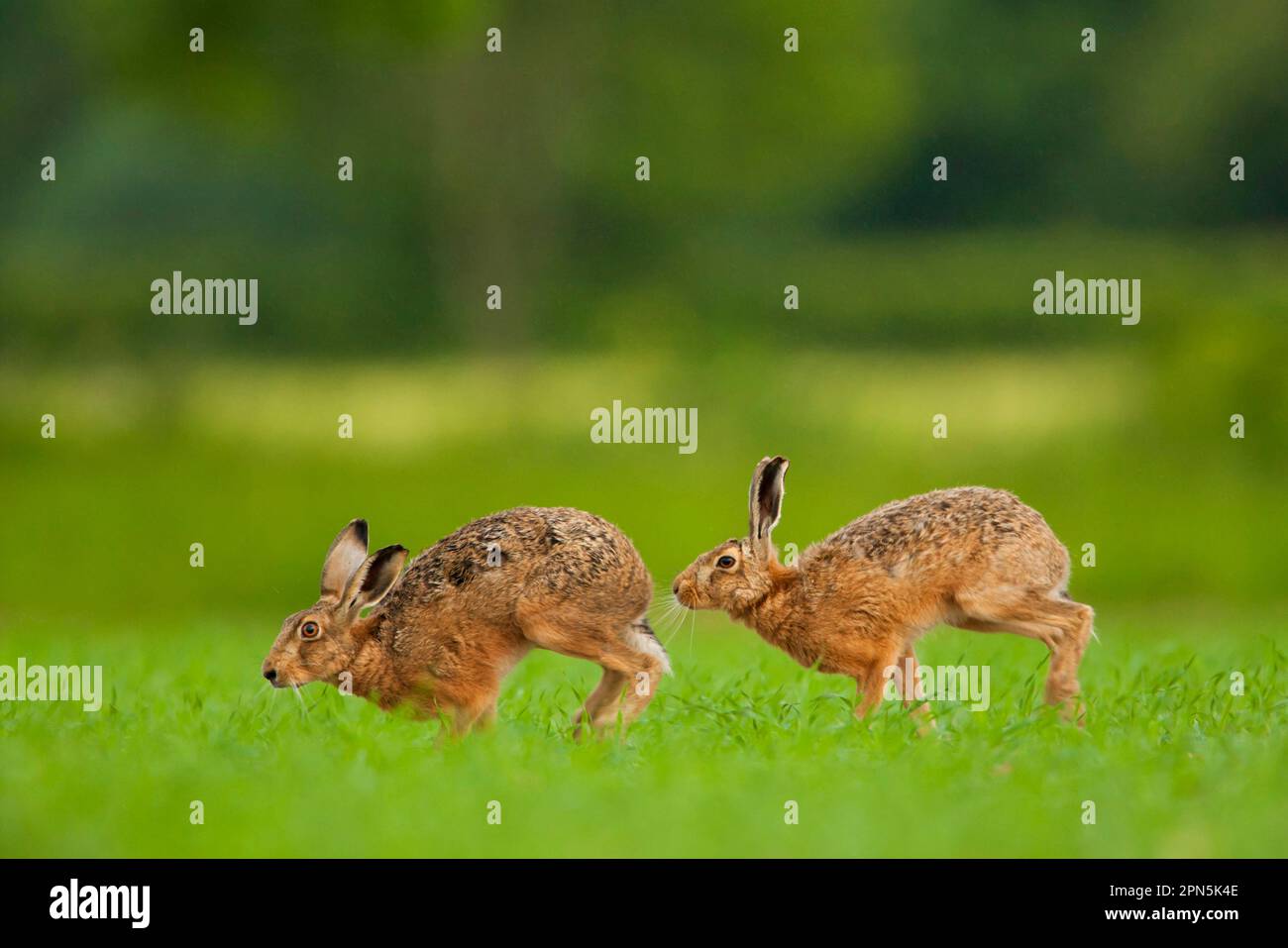 European hare, european hares (Lepus europaeus), hares, rodents ...