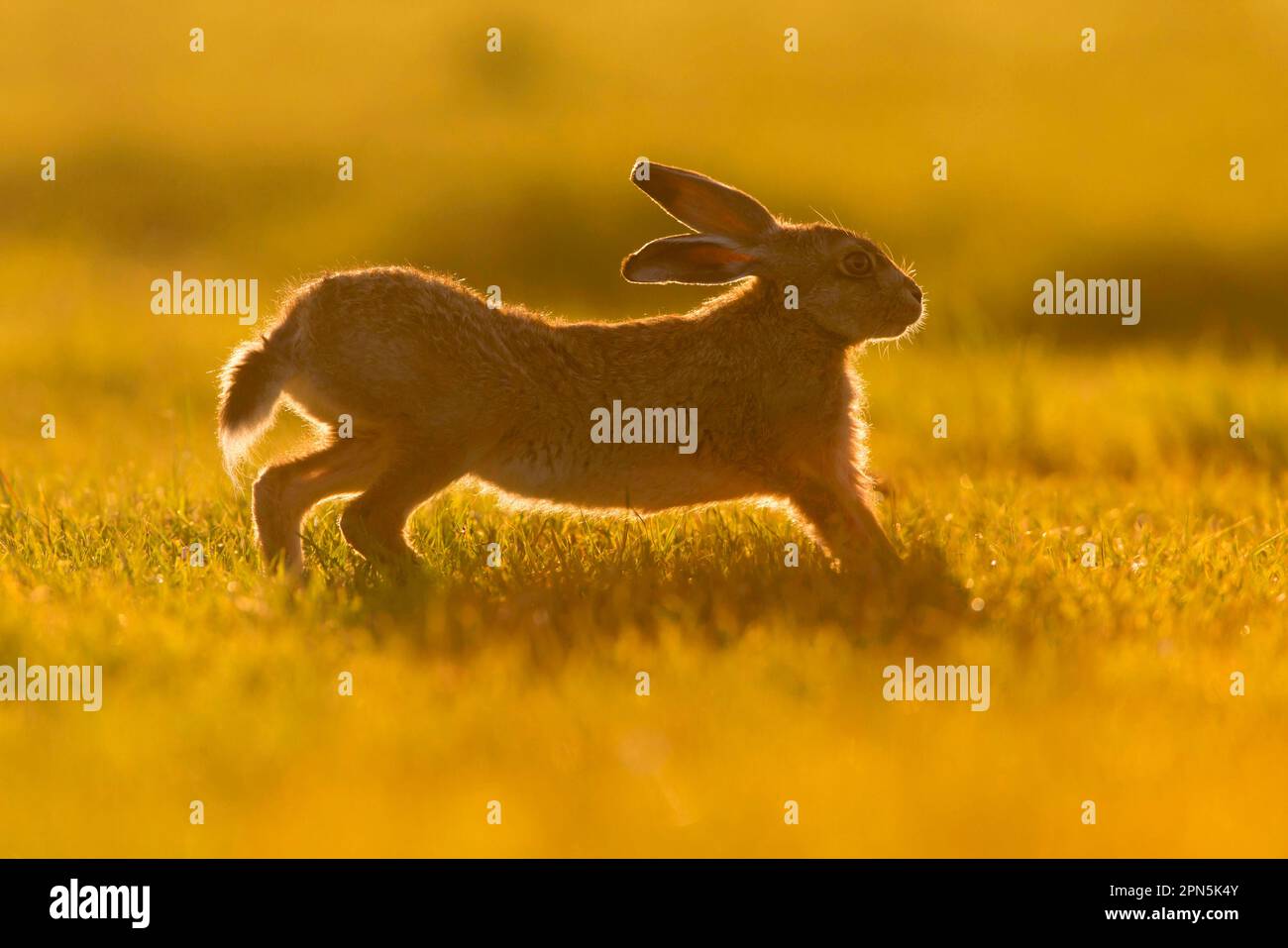 European Hare (Lepus europaeus) leveret, stretching, backlit on grass ...