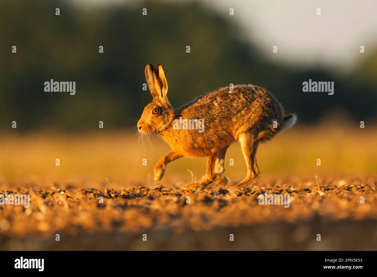 European hare, european hares (Lepus europaeus), hares, rodents ...
