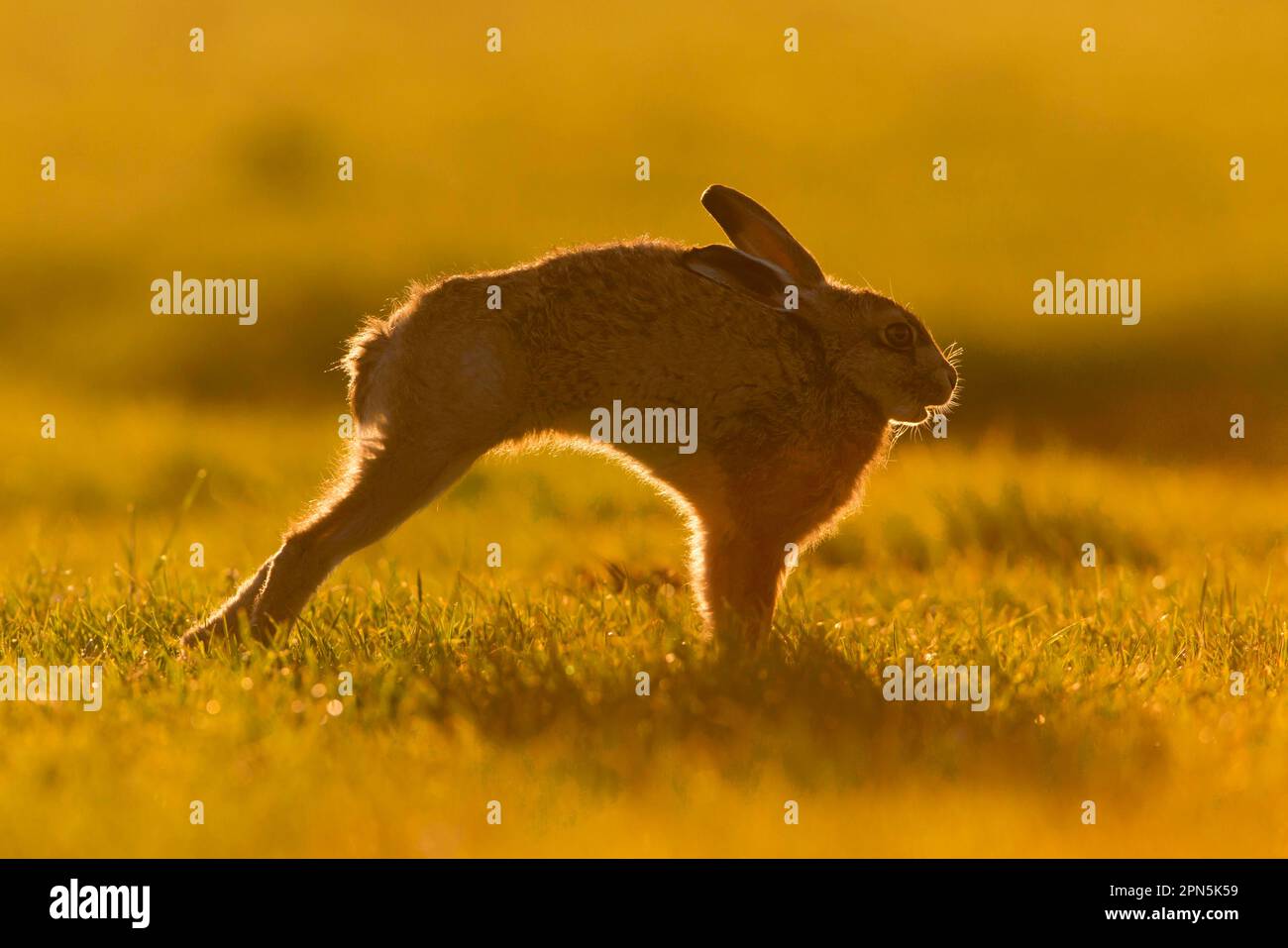 European Hare (Lepus europaeus) leveret, stretching, backlit on grass ...