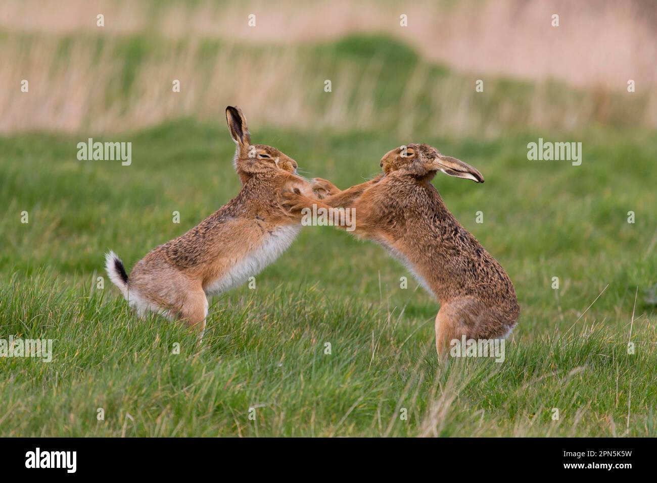 European Hare (Lepus europaeus) adult pair, 'boxing', female fighting ...
