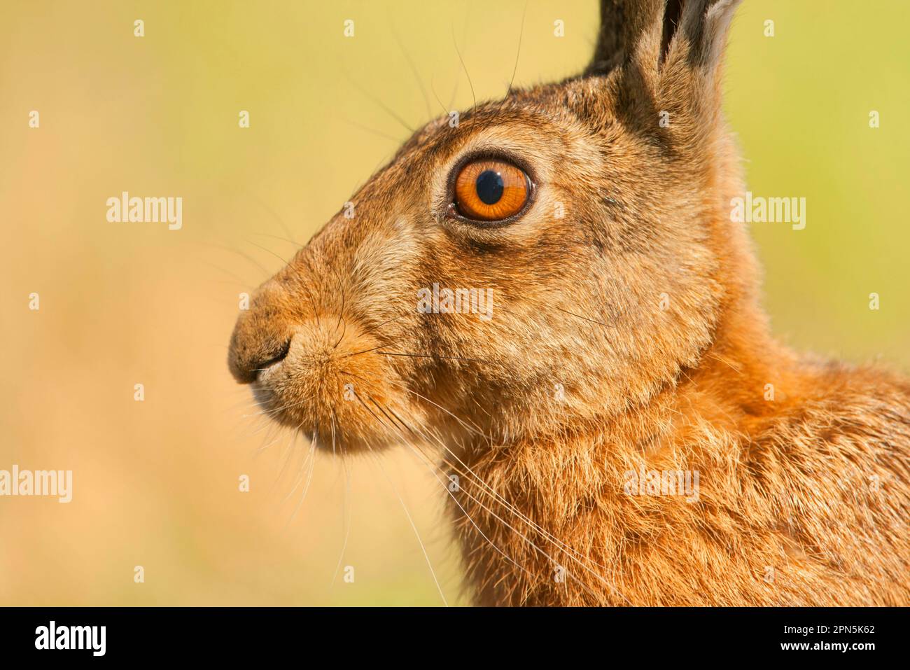 Hare side profile hi-res stock photography and images - Alamy
