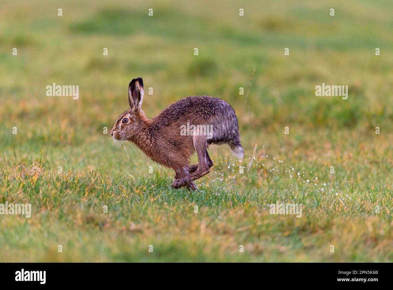 European Hare (Lepus europaeus) adult, running in wet grass field, with water spraying off hind ...