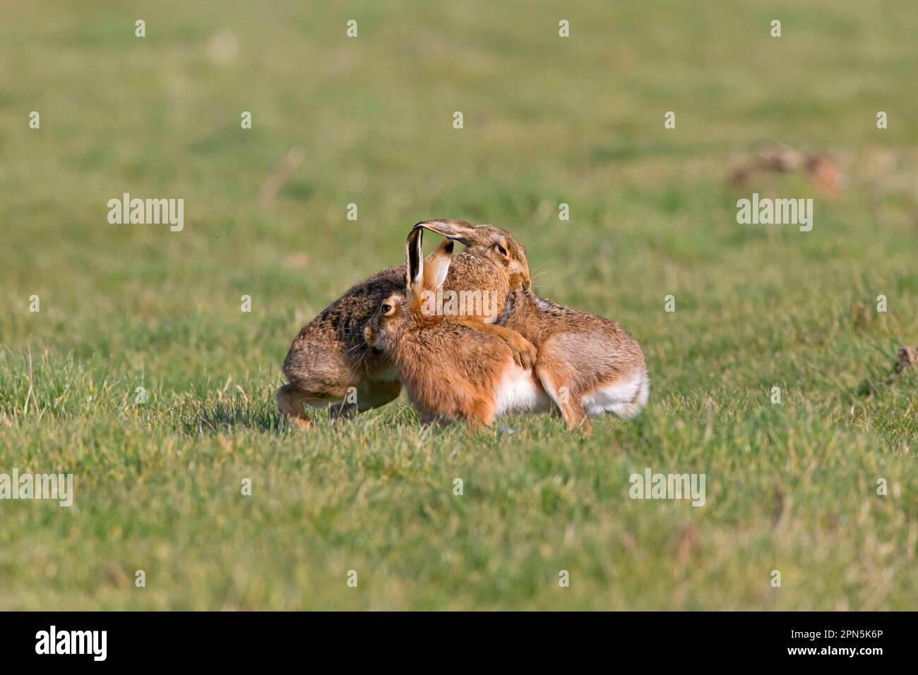 European Hare (Lepus europaeus) adult pair, 'boxing', female biting ...