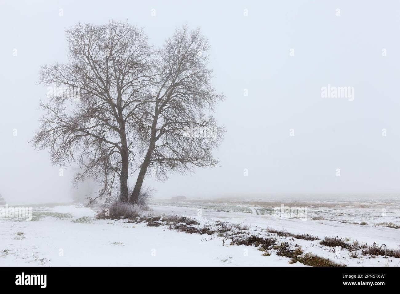 a lonely growing oak tree in the winter season , one oak in the winter ...