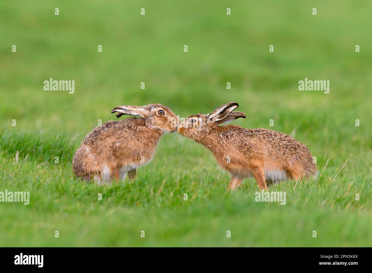 European Hare (Lepus europaeus) adult pair, touching noses in grass ...