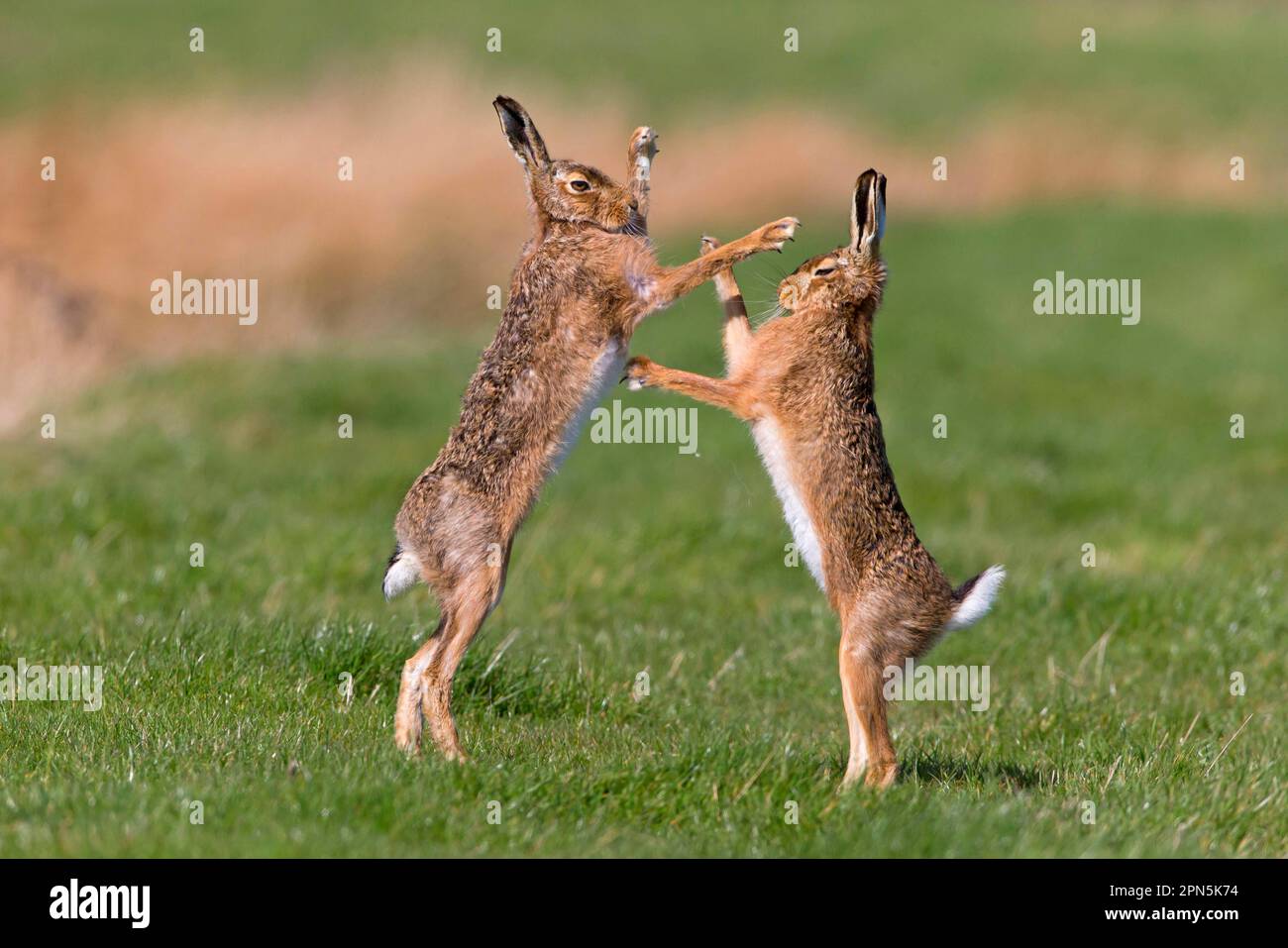 European Hare (Lepus europaeus) adult pair, 'boxing', female fighting ...