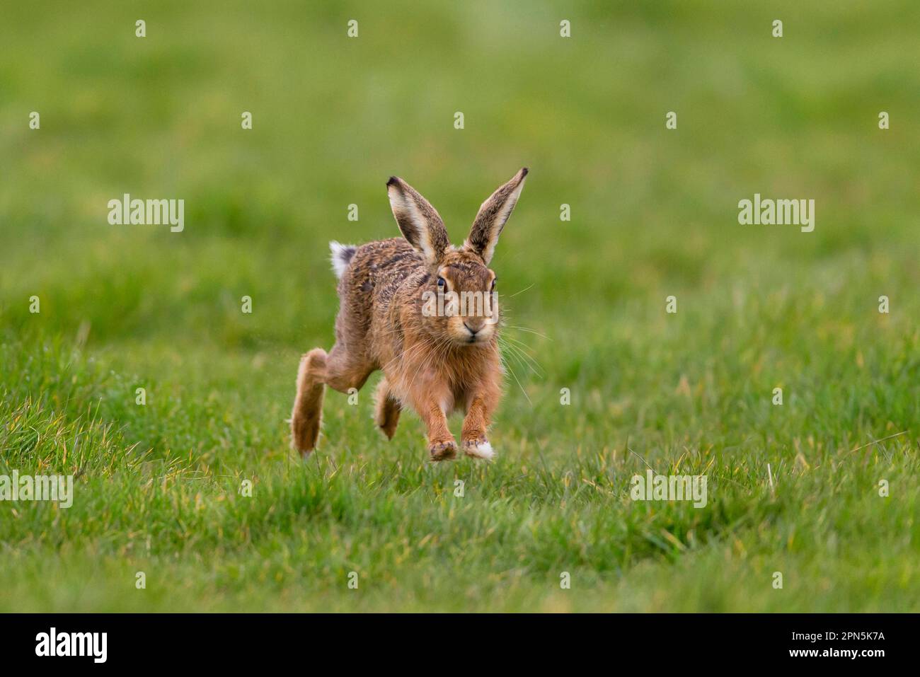 Hare running cutout hi-res stock photography and images - Alamy