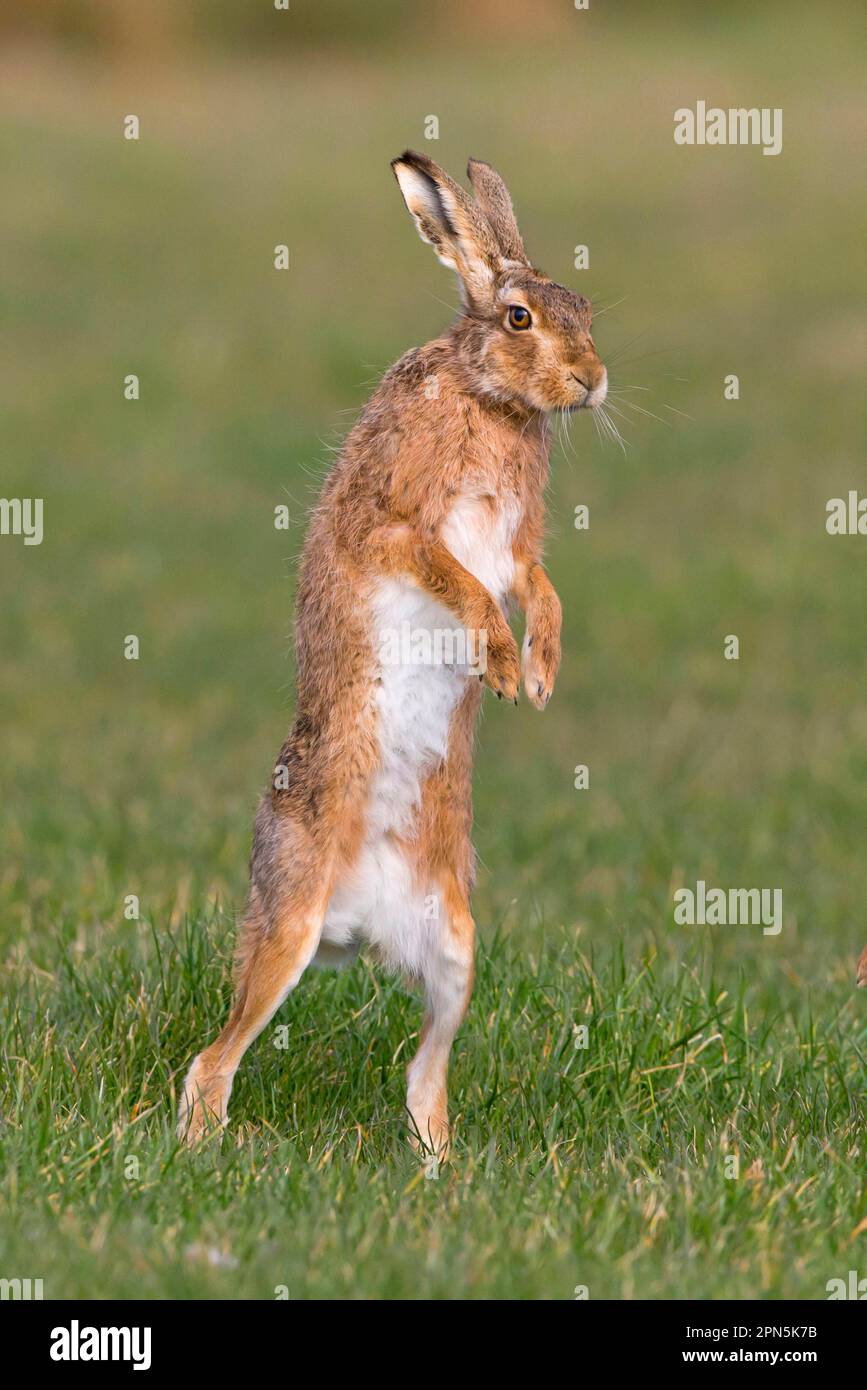 European Hare (Lepus europaeus) adult, standing on hind legs in grass ...