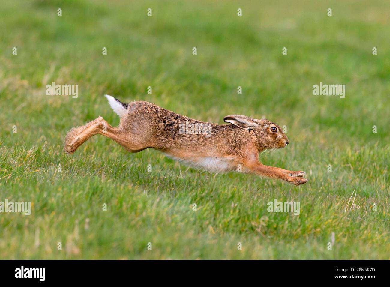 European Hare (Lepus europaeus) adult, running in grass field, Suffolk ...