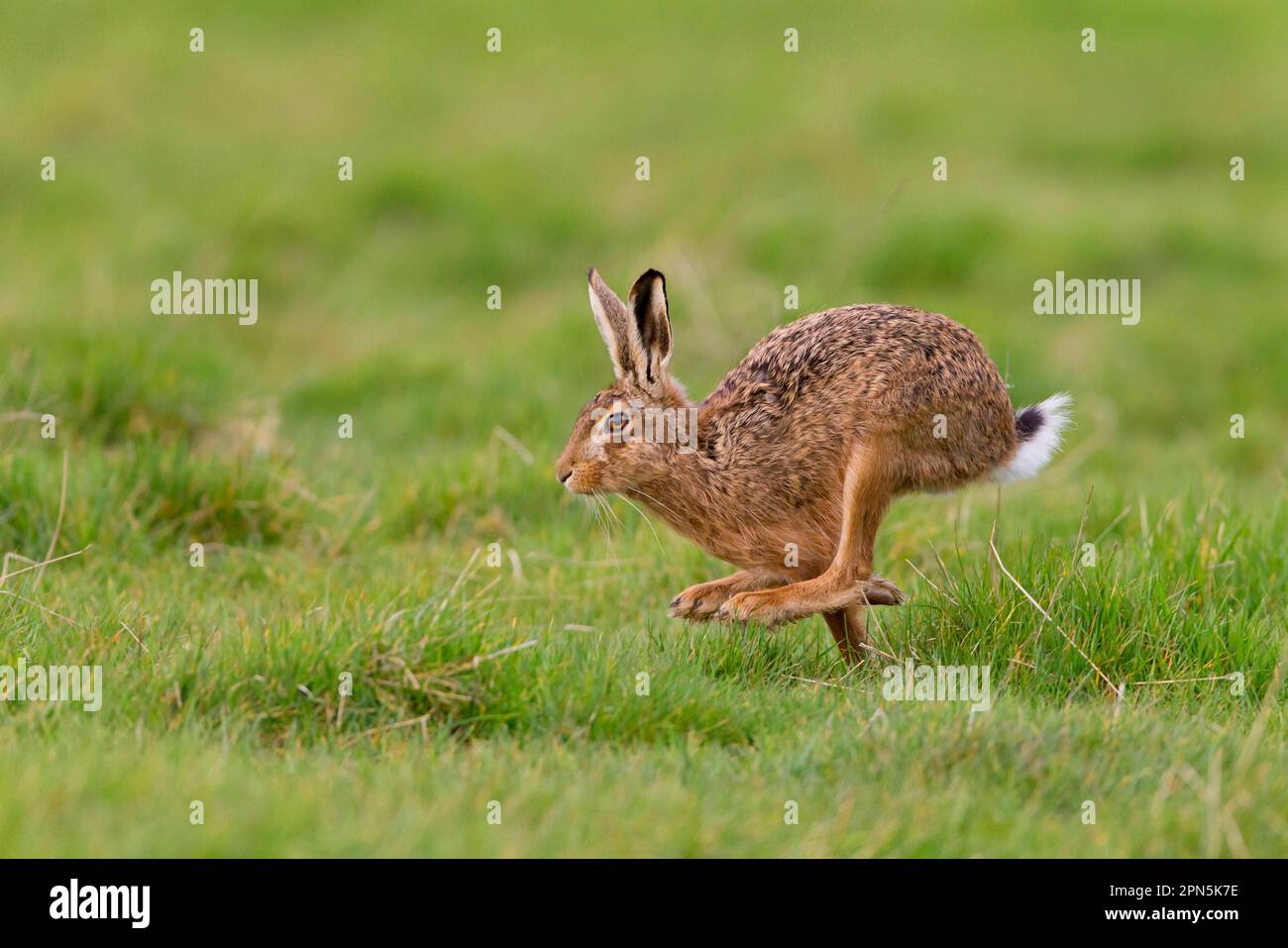 European Hare (Lepus europaeus) adult, running in grass field, Suffolk ...