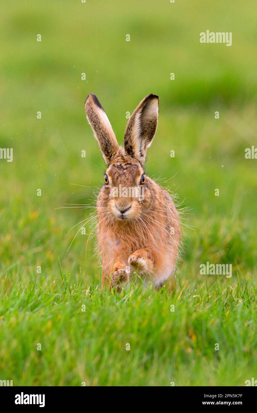 European Hare (Lepus europaeus) adult male, running head on in grass ...