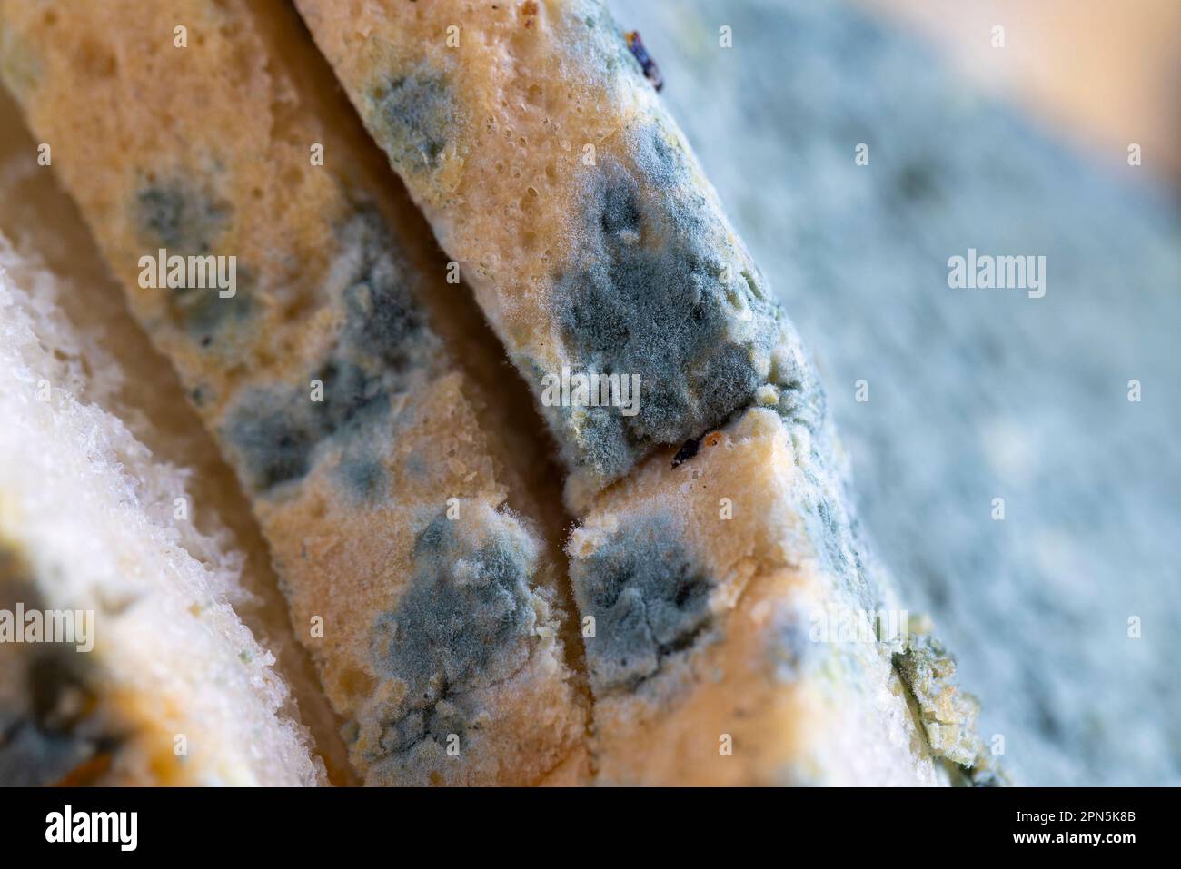 mold-covered sliced wheat bread, spoiled mold-covered dangerous pieces ...