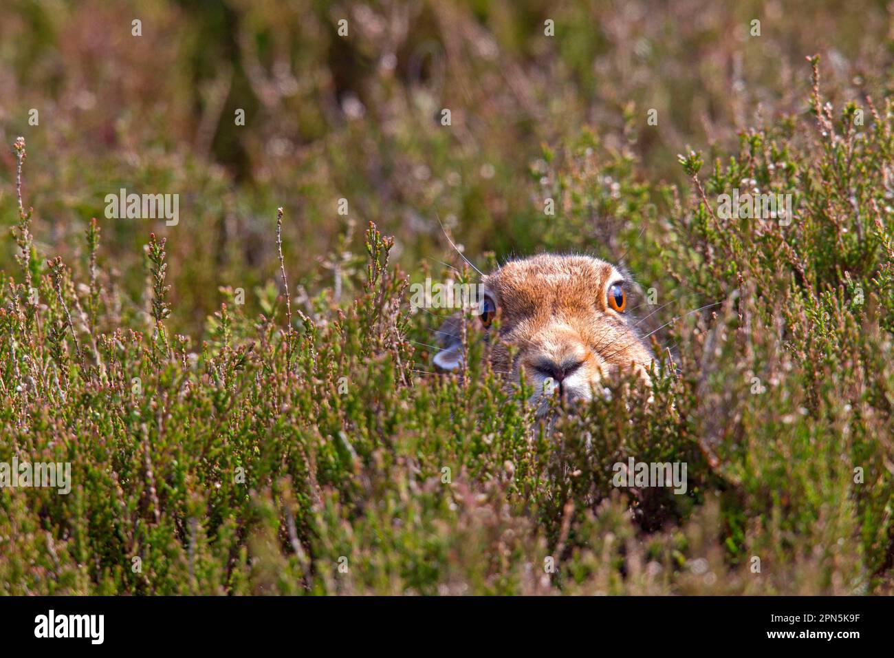 Mountain hare scotland borders hi-res stock photography and images - Alamy