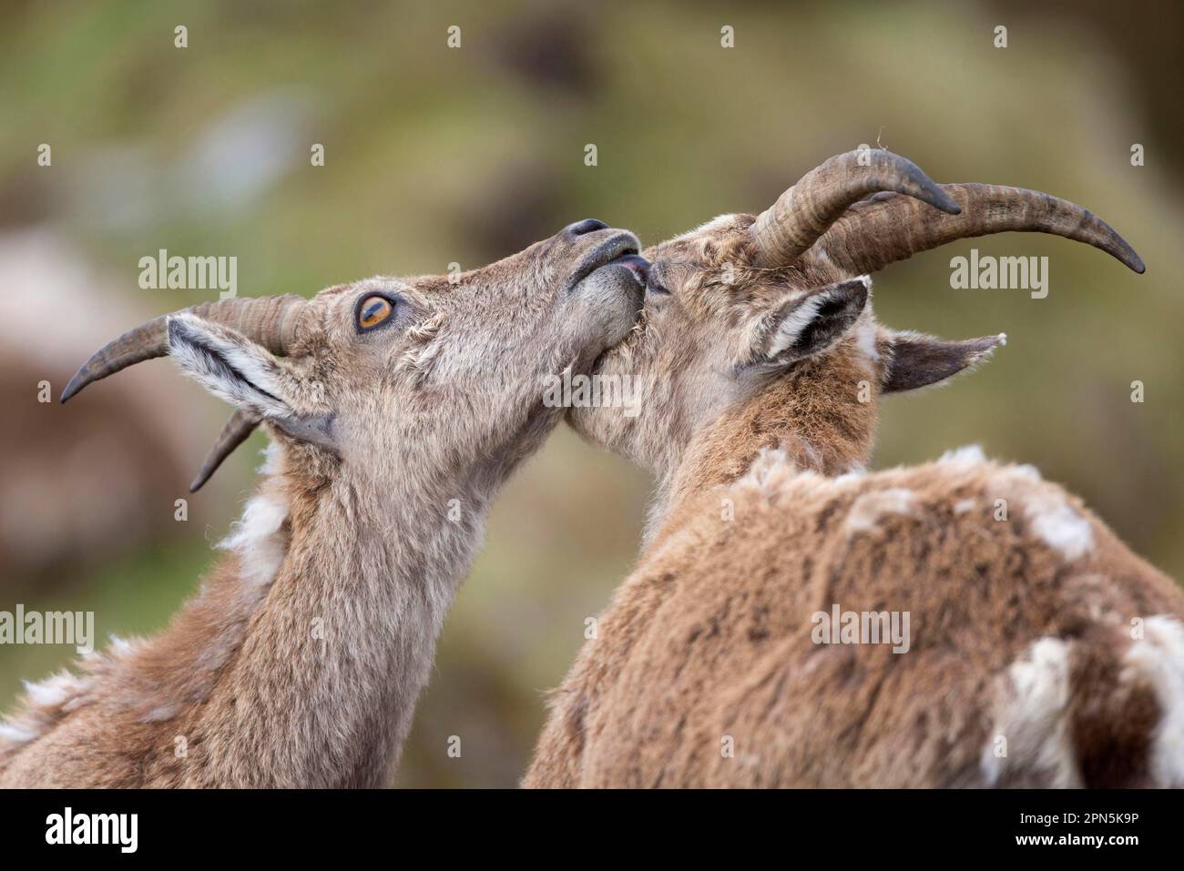 Capra ibex ibex, alpine ibex, alpine ibexes (Capra ibex), ibex, ibexes ...