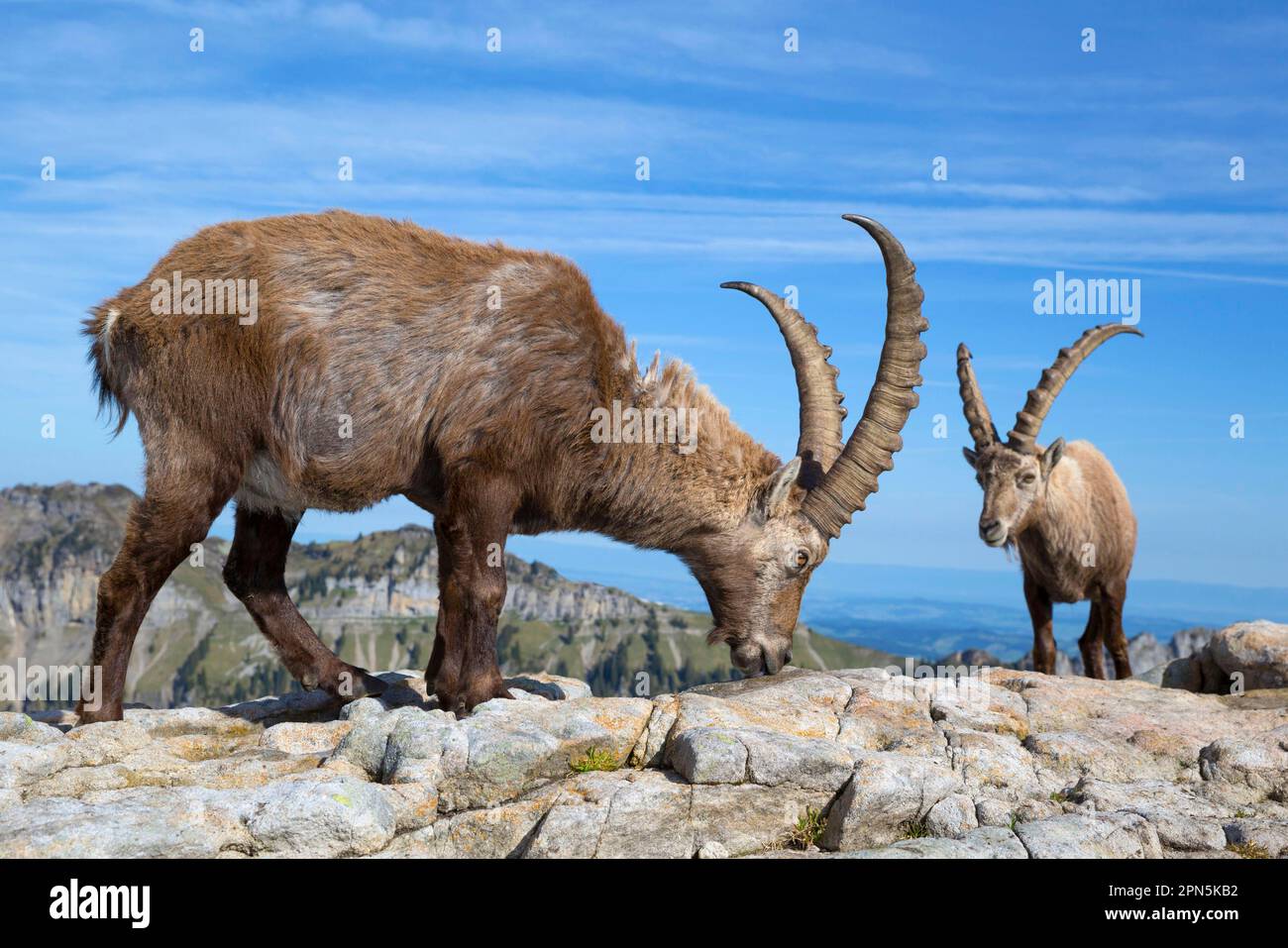 Capra ibex ibex, alpine ibex, alpine ibexes (Capra ibex), ibex, ibexes ...