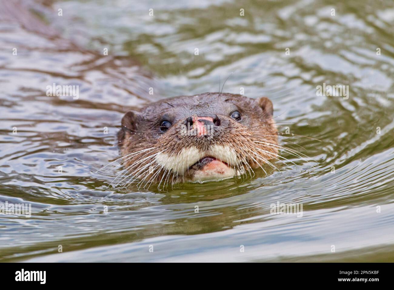 European otter (Lutra lutra), European otter, marten, predators ...