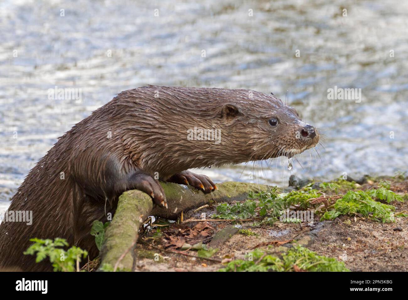 European otter (Lutra lutra), European Otter, Marten species, Predators ...