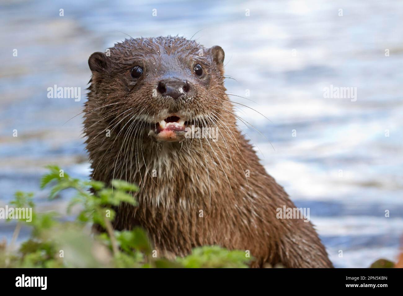 European otter (Lutra lutra), European otter, marten, predators ...