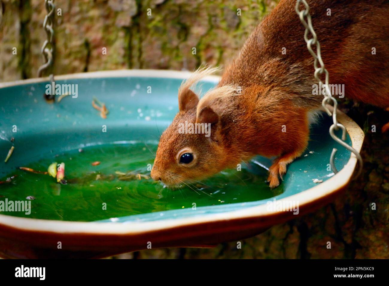 Eurasian red squirrel (Sciurus vulgaris), Squirrel, Rodents, Mammals ...