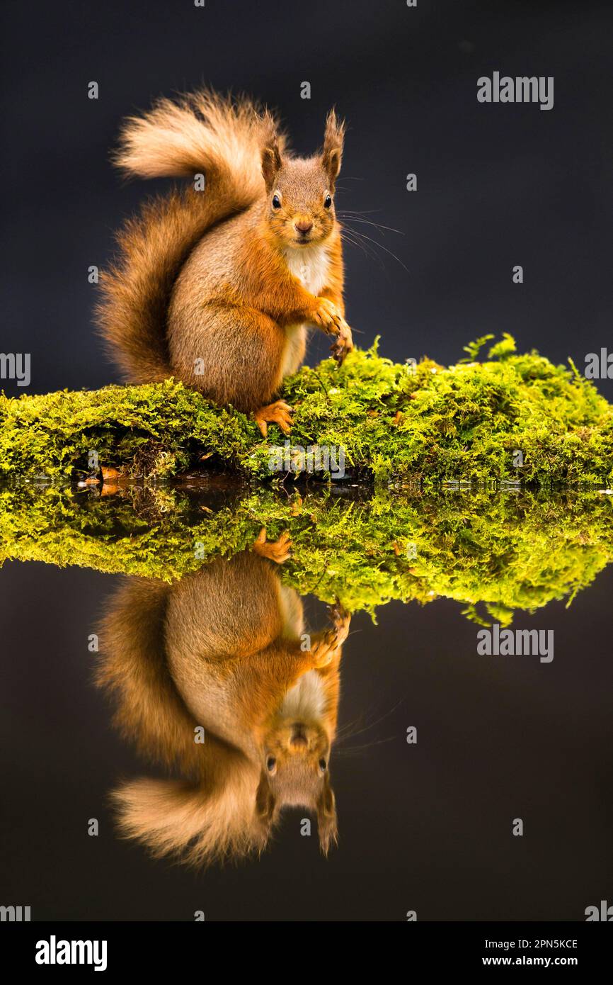 Eurasian red squirrel (Sciurus vulgaris), Squirrel, Rodents, Mammals ...