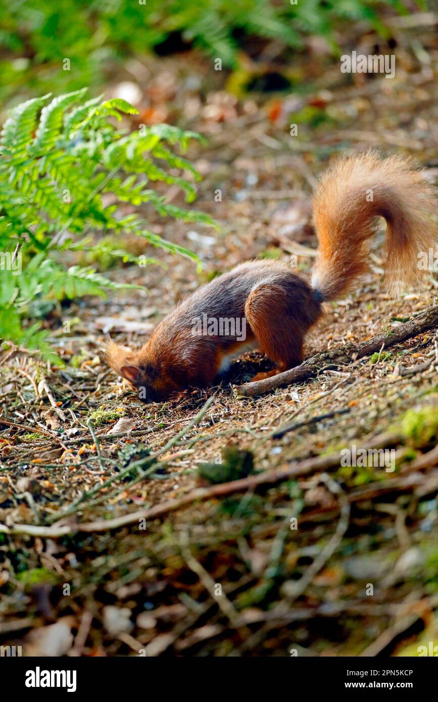 Adult digging hi-res stock photography and images - Alamy