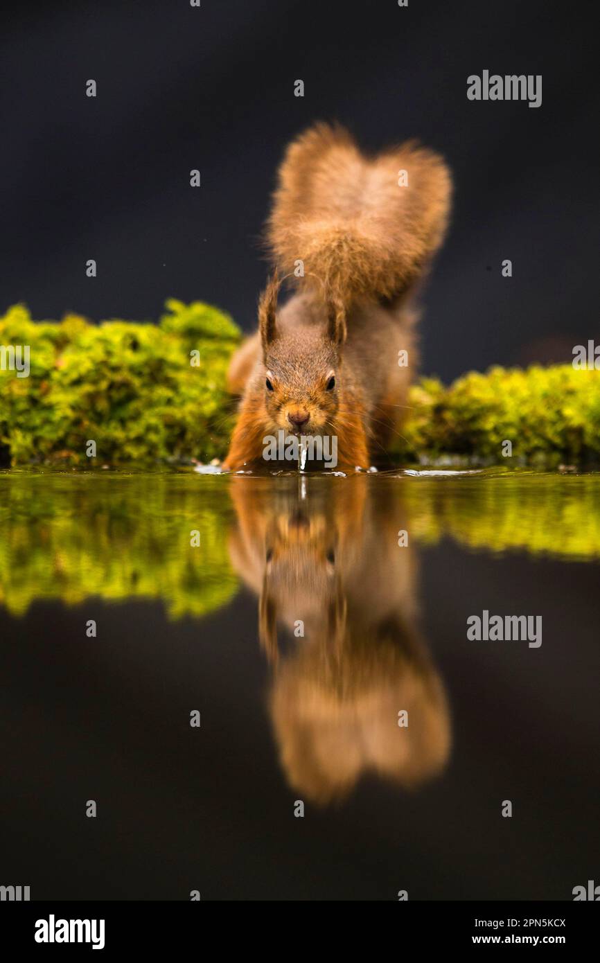 Eurasian red squirrel (Sciurus vulgaris), Squirrels, Rodents, Mammals ...
