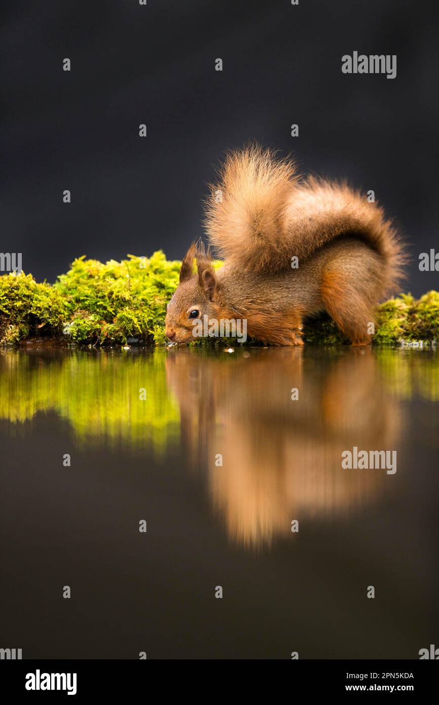 Eurasian red squirrel (Sciurus vulgaris), Squirrels, Rodents, Mammals ...