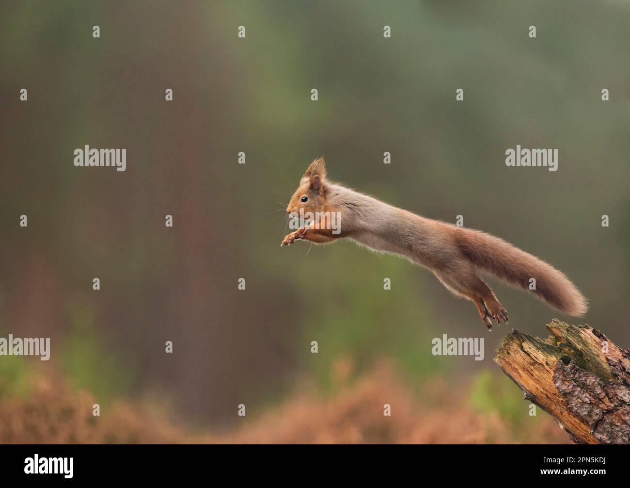 Eurasian red squirrel (Sciurus vulgaris), Squirrels, Rodents, Mammals ...