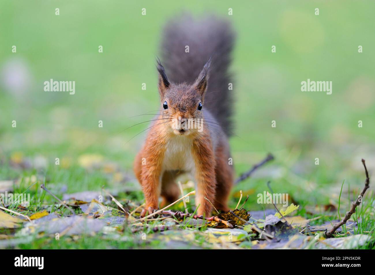Eurasian red squirrel (Sciurus vulgaris), Squirrels, Rodents, Mammals ...
