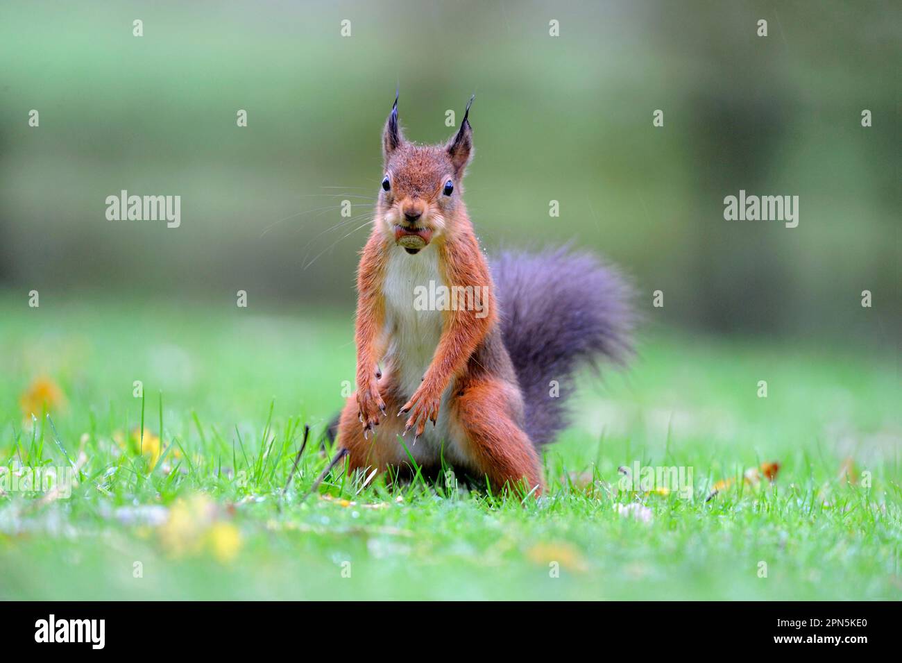 Eurasian red eurasian red squirrel (Sciurus vulgaris) adult, with ...