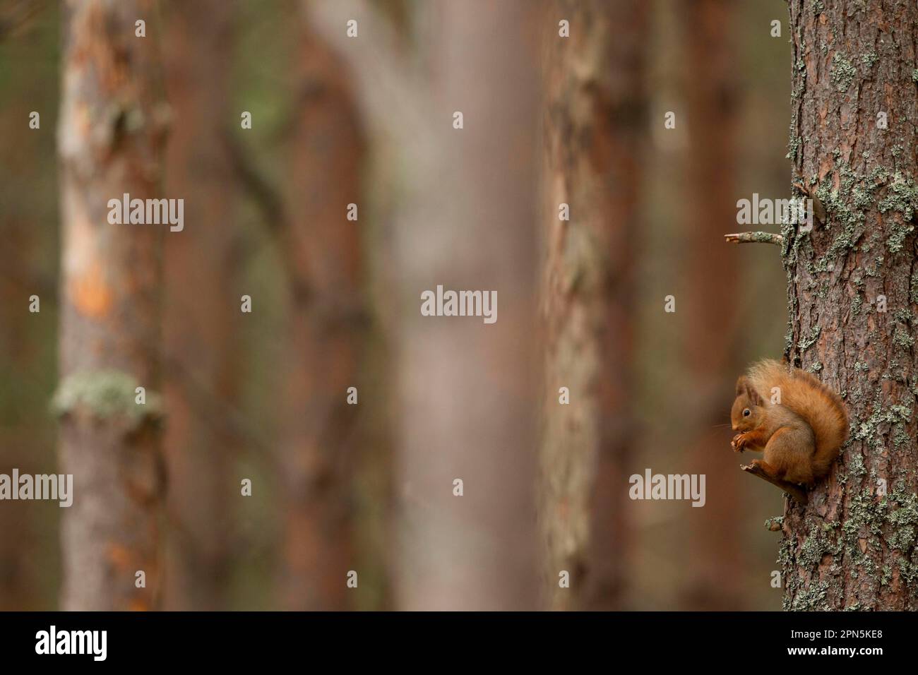 Eurasian red squirrel (Sciurus vulgaris), Squirrels, Rodents, Mammals ...