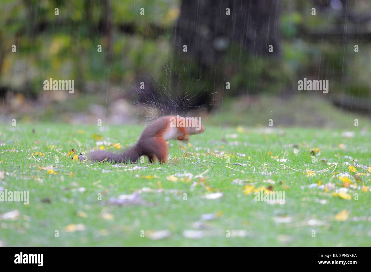 Adult Eurasian red eurasian red squirrel (Sciurus vulgaris), shaking ...