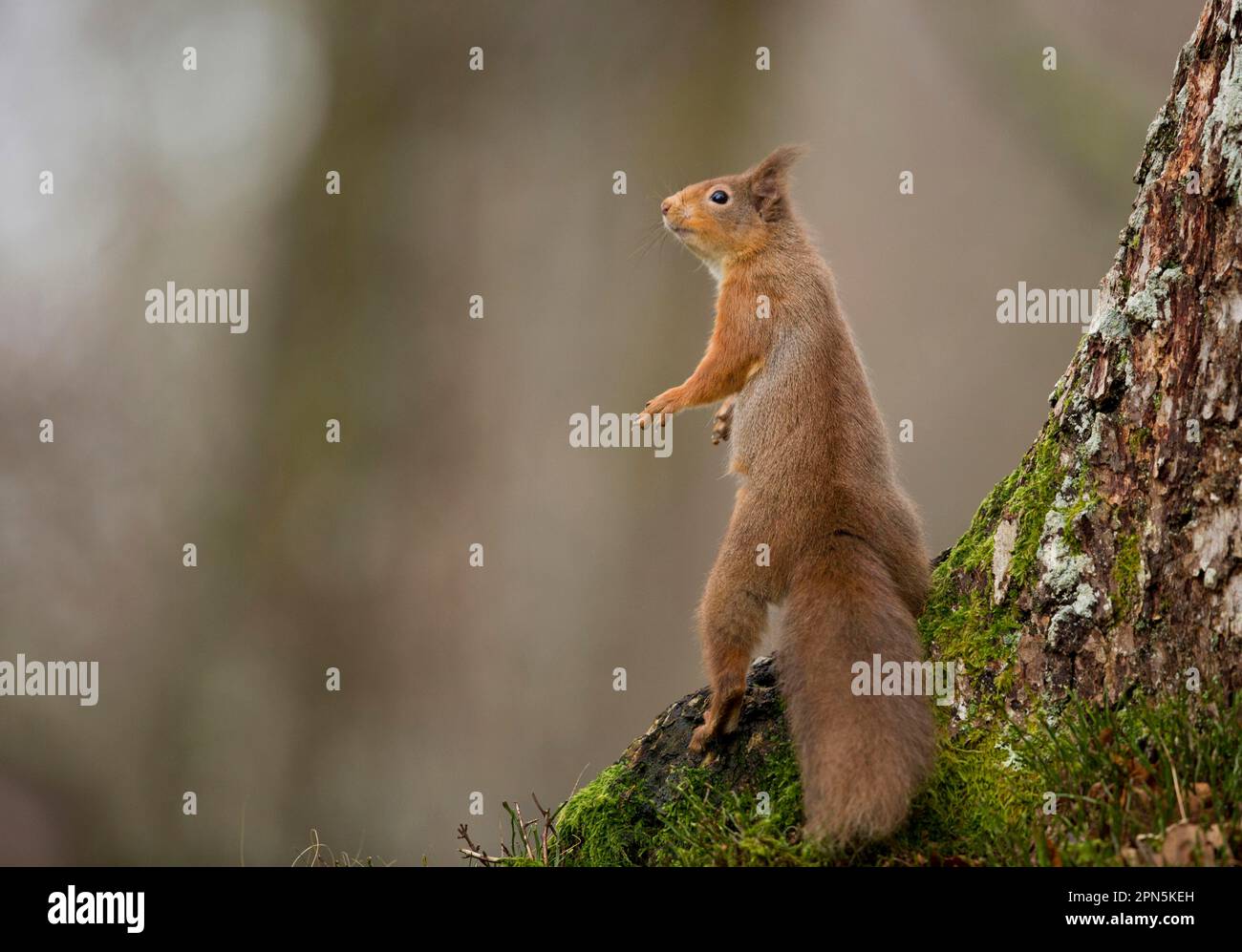 Eurasian red squirrel (Sciurus vulgaris), Squirrels, Rodents, Mammals ...