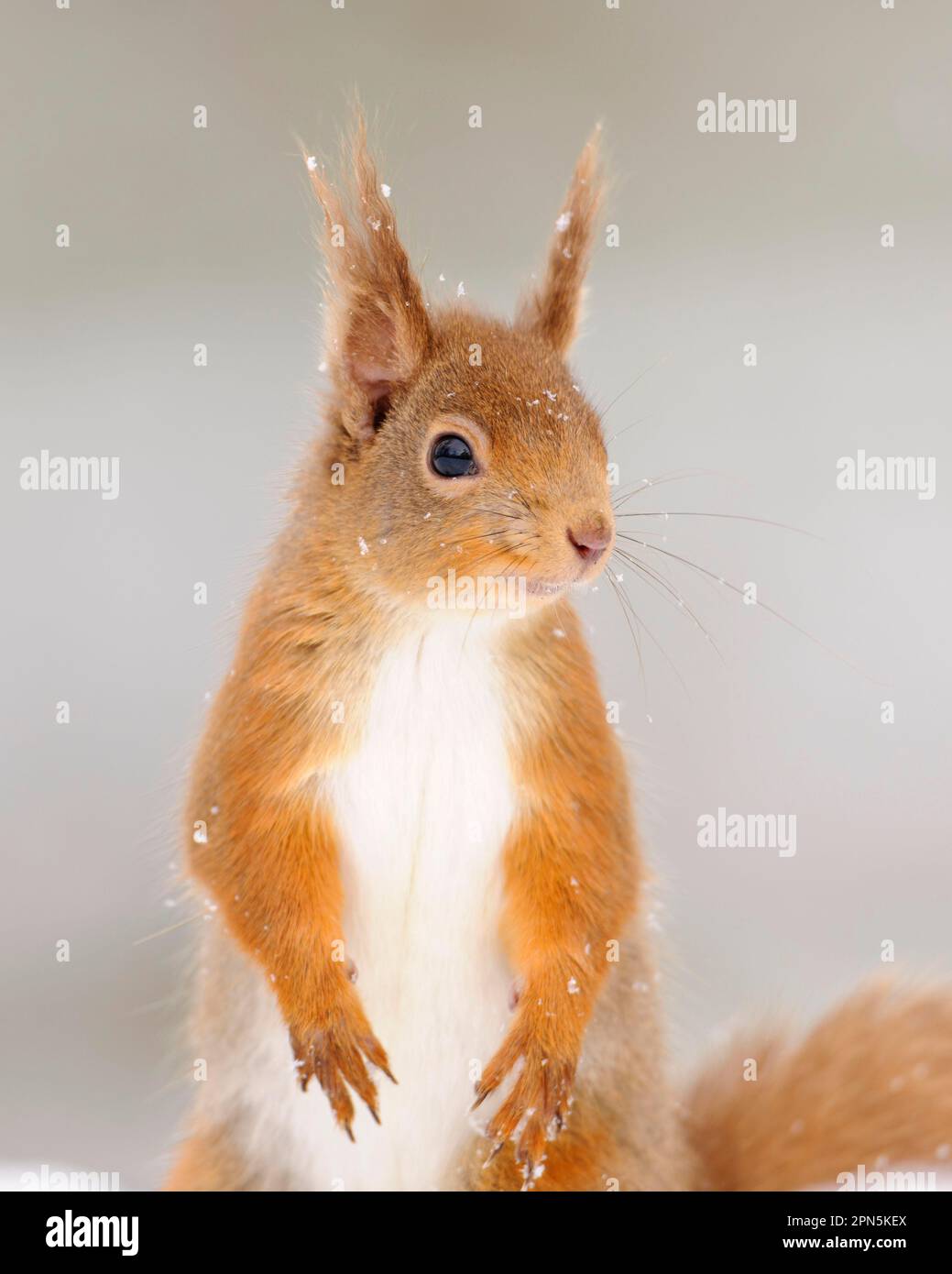 Eurasian red eurasian red squirrel (Sciurus vulgaris) adult, close-up ...