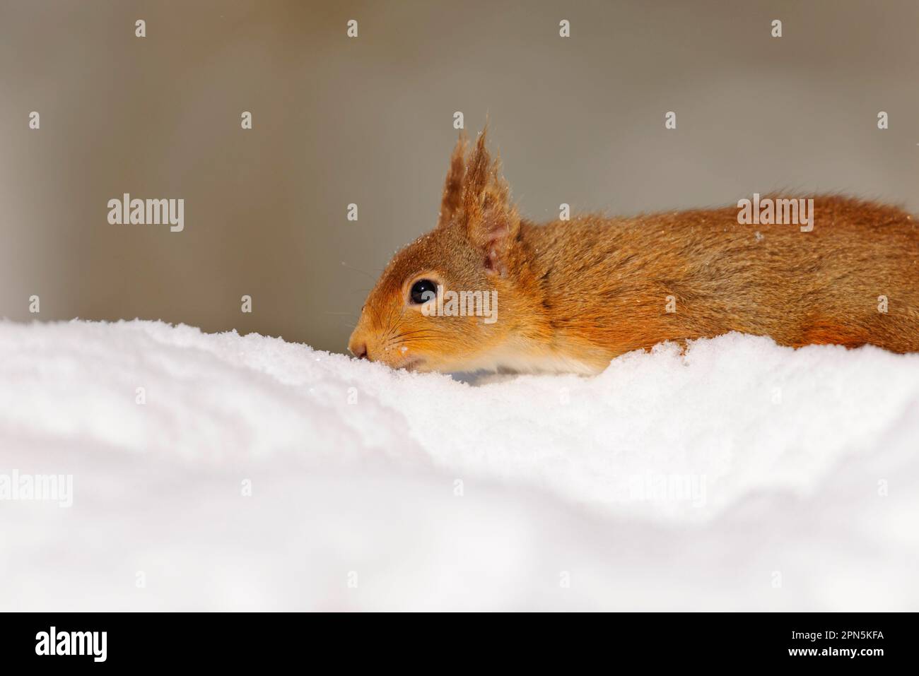 Eurasian red squirrel (Sciurus vulgaris), Squirrels, Rodents, Mammals, Animals, Eurasian Red ...