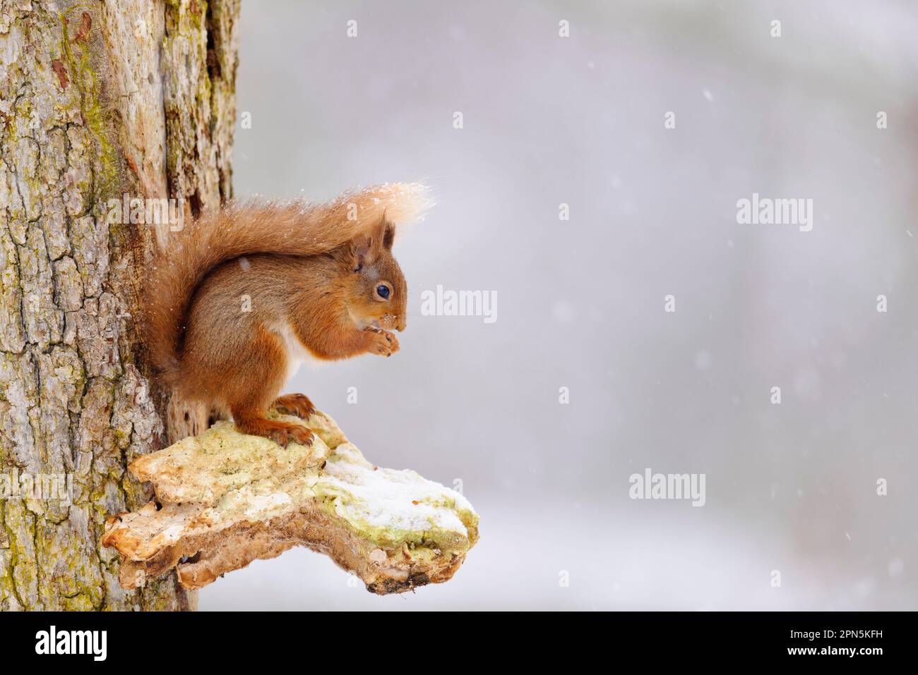 Eurasian red eurasian red squirrel (Sciurus vulgaris) adult, feeding on ...