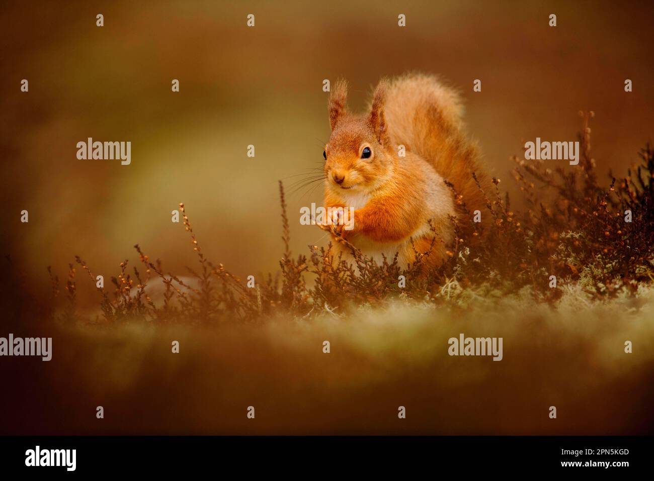 Eurasian red squirrel (Sciurus vulgaris), Squirrels, Rodents, Mammals ...