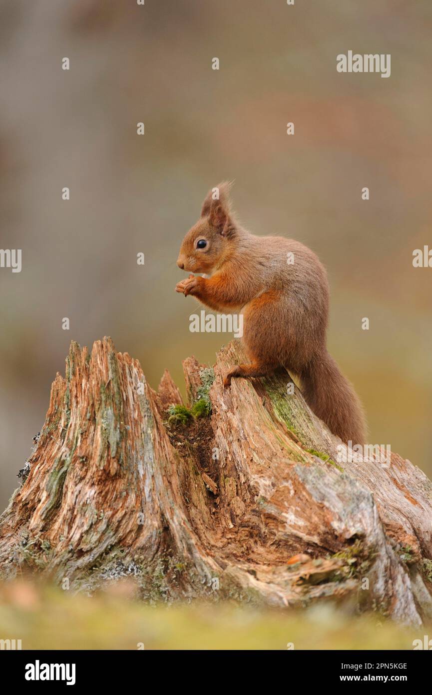Adult Eurasian red eurasian red squirrel (Sciurus vulgaris), adult ...
