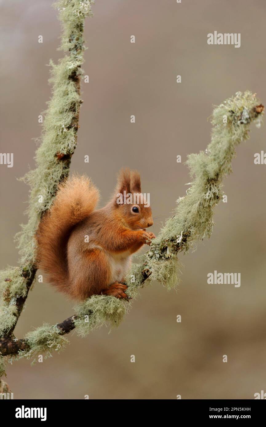Eurasian red eurasian red squirrel (Sciurus vulgaris) adult, feeding on ...