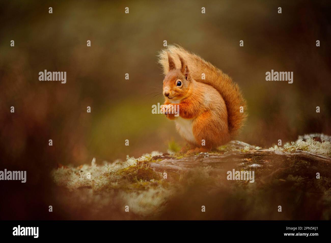 Adult Eurasian red eurasian red squirrel (Sciurus vulgaris), sitting on ...