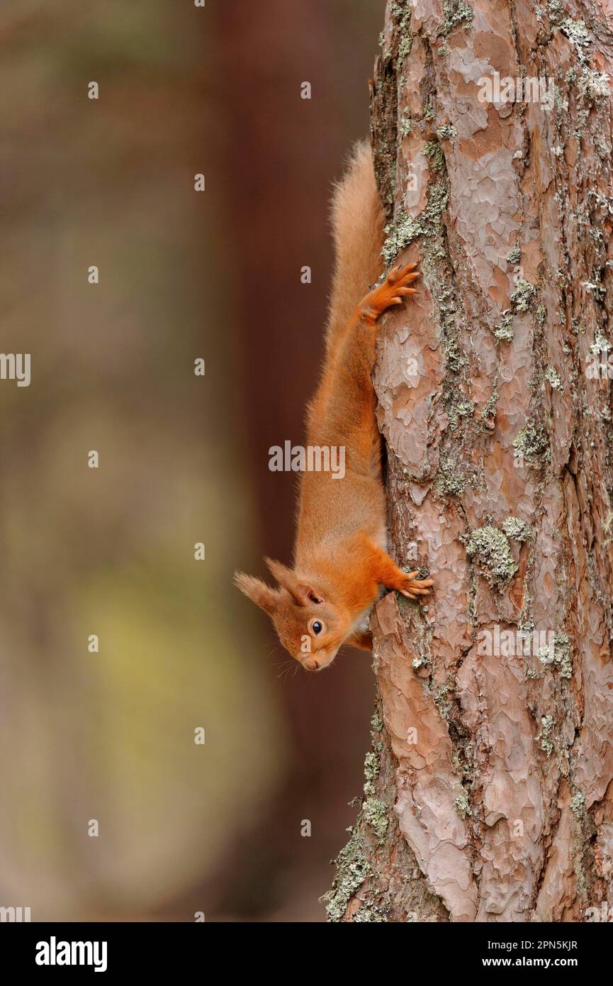 Eurasian red squirrel (Sciurus vulgaris), Squirrels, Rodents, Mammals ...