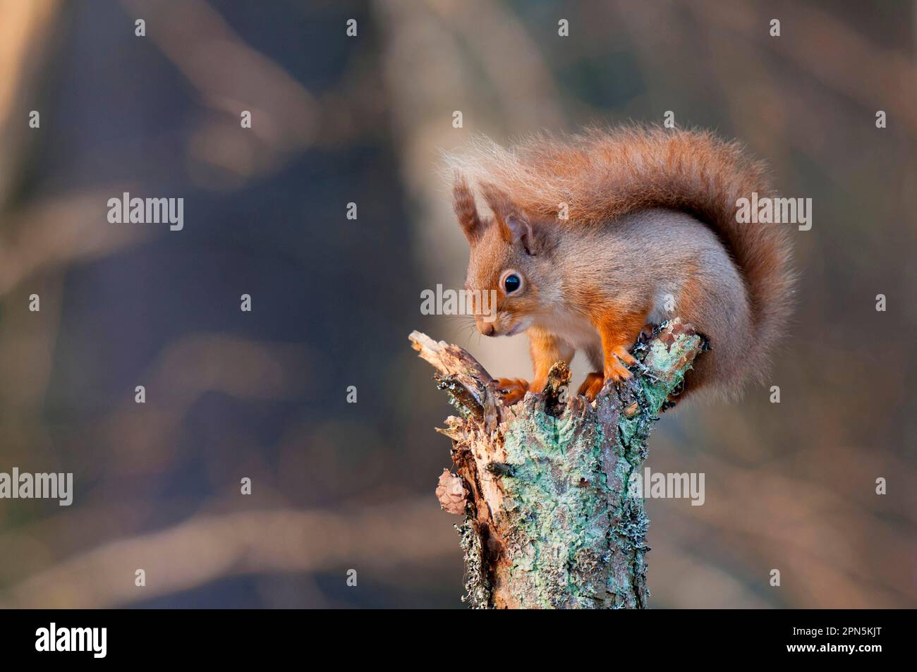Eurasian red squirrel (Sciurus vulgaris), Squirrel, Rodents, Mammals ...