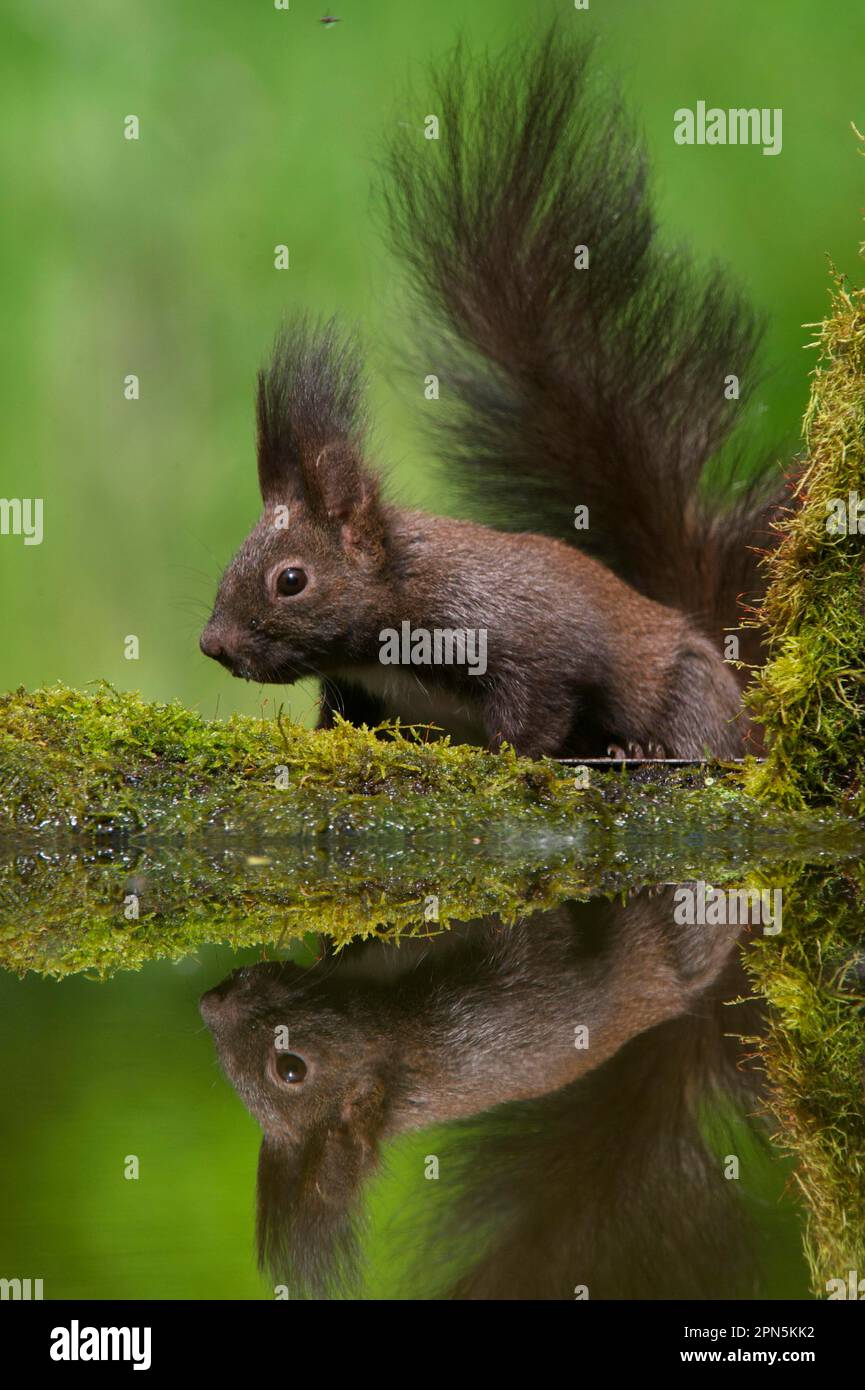 Eurasian Red Squirrel (Sciurus vulgaris) dark form, adult, drinking at ...