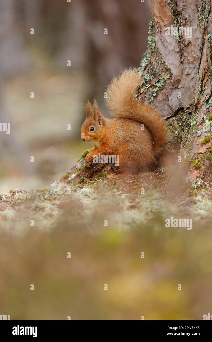 Mature red pine hi-res stock photography and images - Alamy