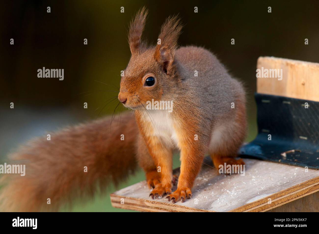 Eurasian red squirrel (Sciurus vulgaris), Squirrels, Rodents, Mammals ...