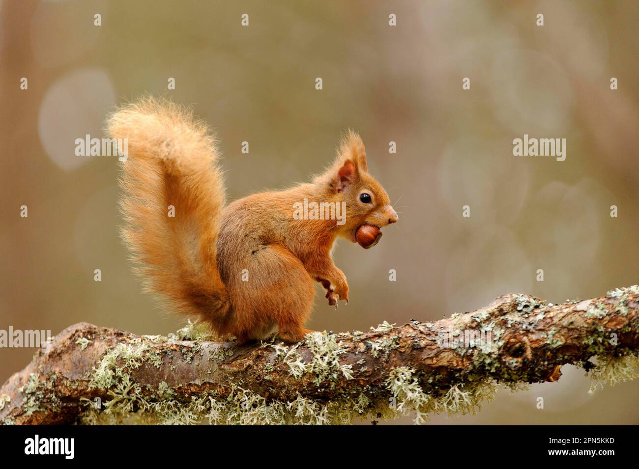 Eurasian red eurasian red squirrel (Sciurus vulgaris) adult, with ...