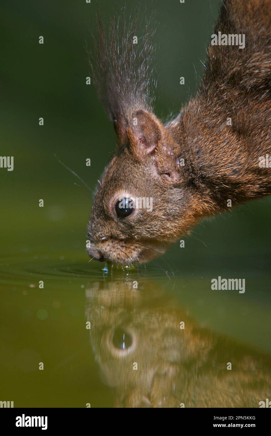 Eurasian Red Squirrel (Sciurus vulgaris) dark form, adult, close-up of ...