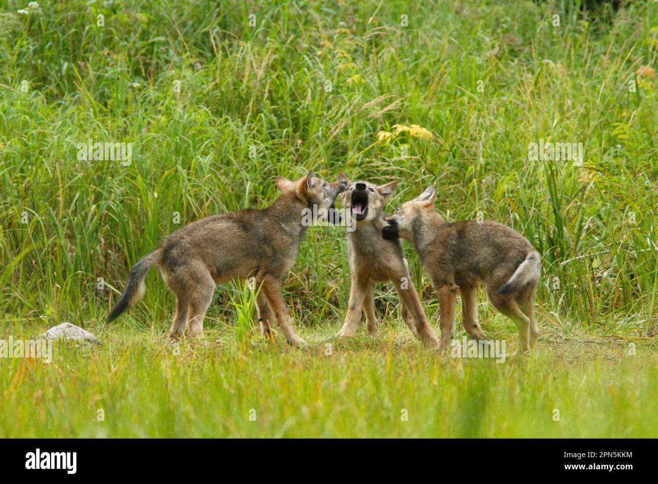 Grey gray wolf (Canis lupus) three pups, play fight in marshland ...